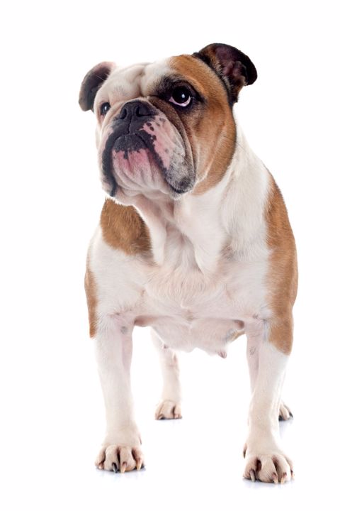Engelsk-bulldog.dk - Lær den at kende her